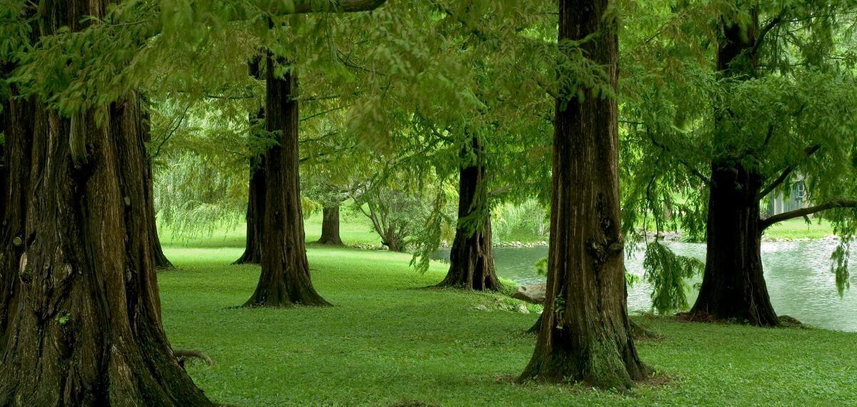 Natural Resources Trees